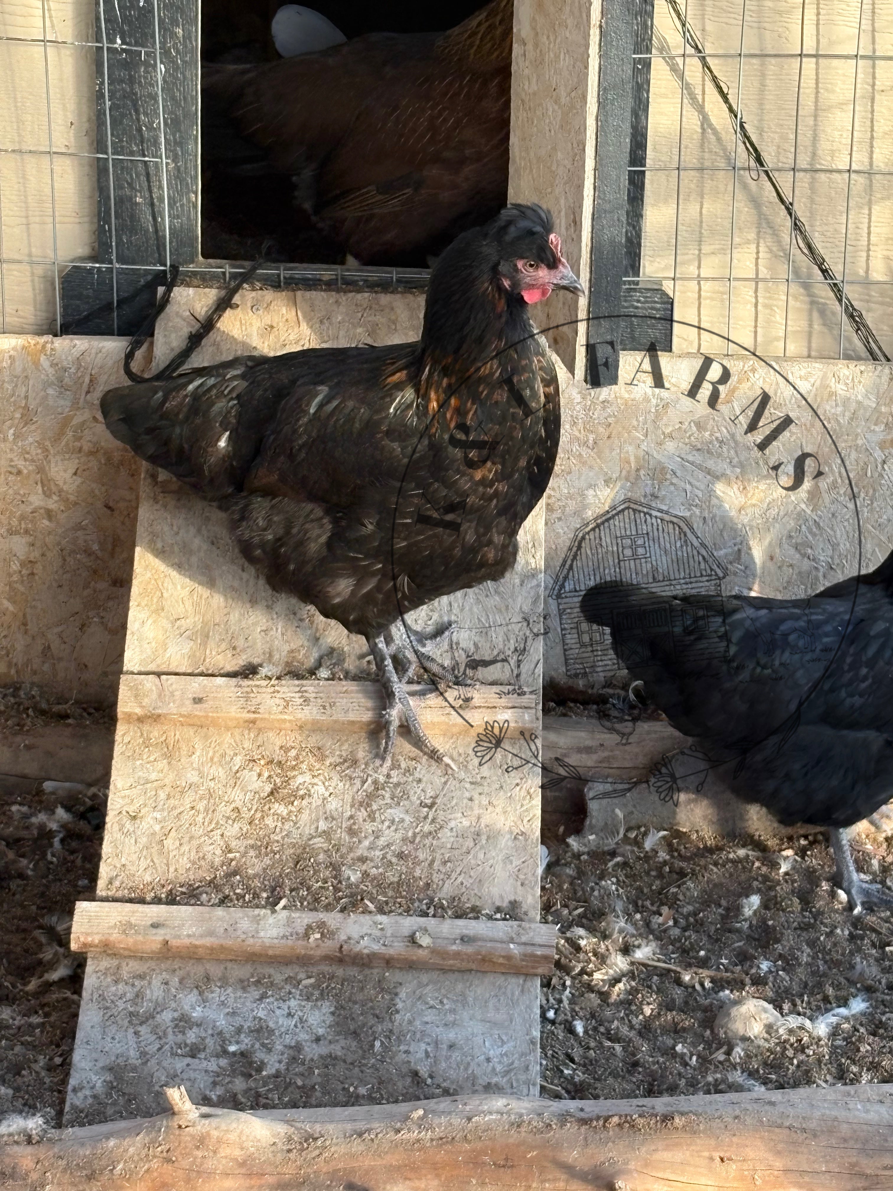 Olive Egger Pullet – K&LFarms